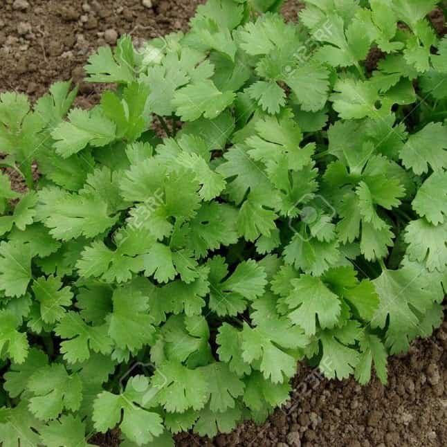Coriander - Grounded Owl Botanicals